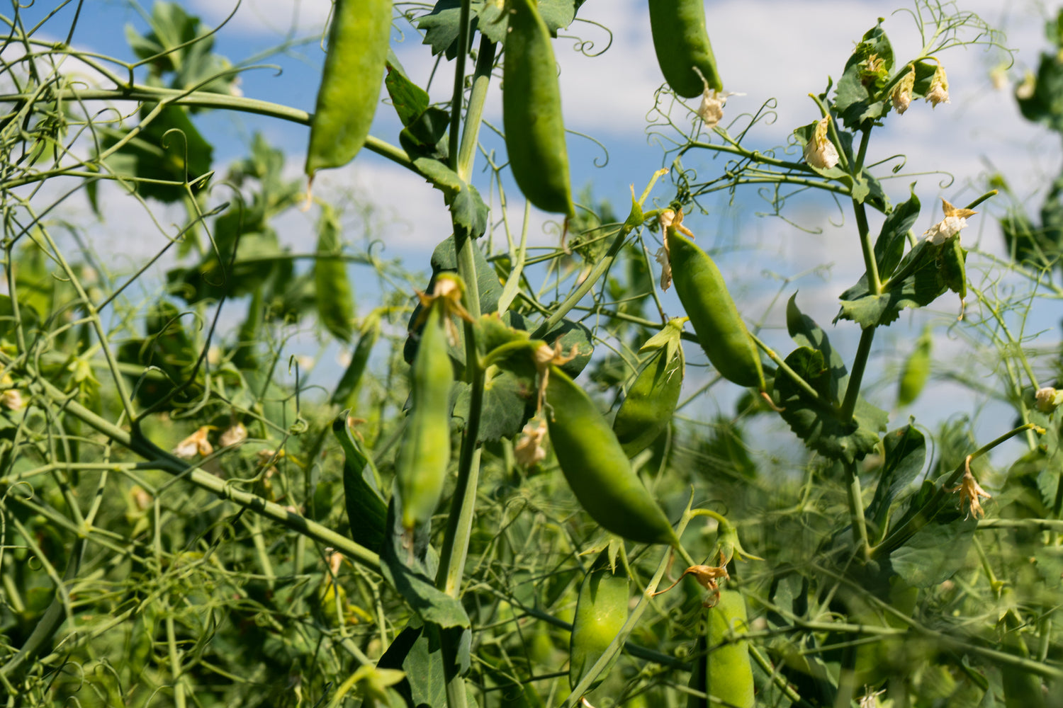 Peanut Butter Filled Pretzel Nuggets – Quinn Foods