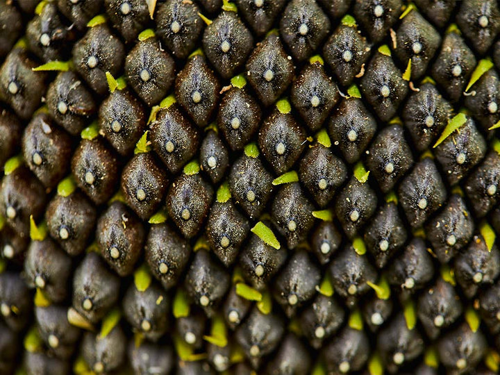 Peanut Butter Filled Pretzel Nuggets – Quinn Foods